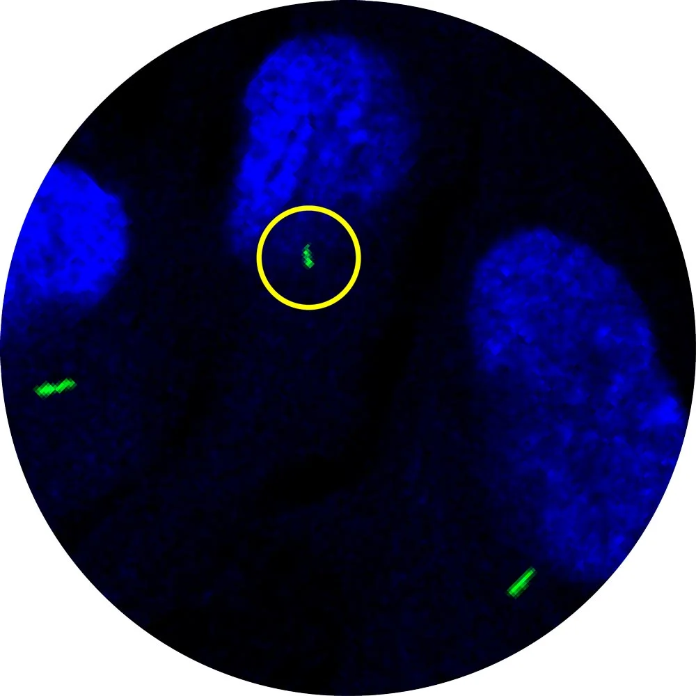 Proteomics in Cell Biology & Disease Mechanisms | Syncell